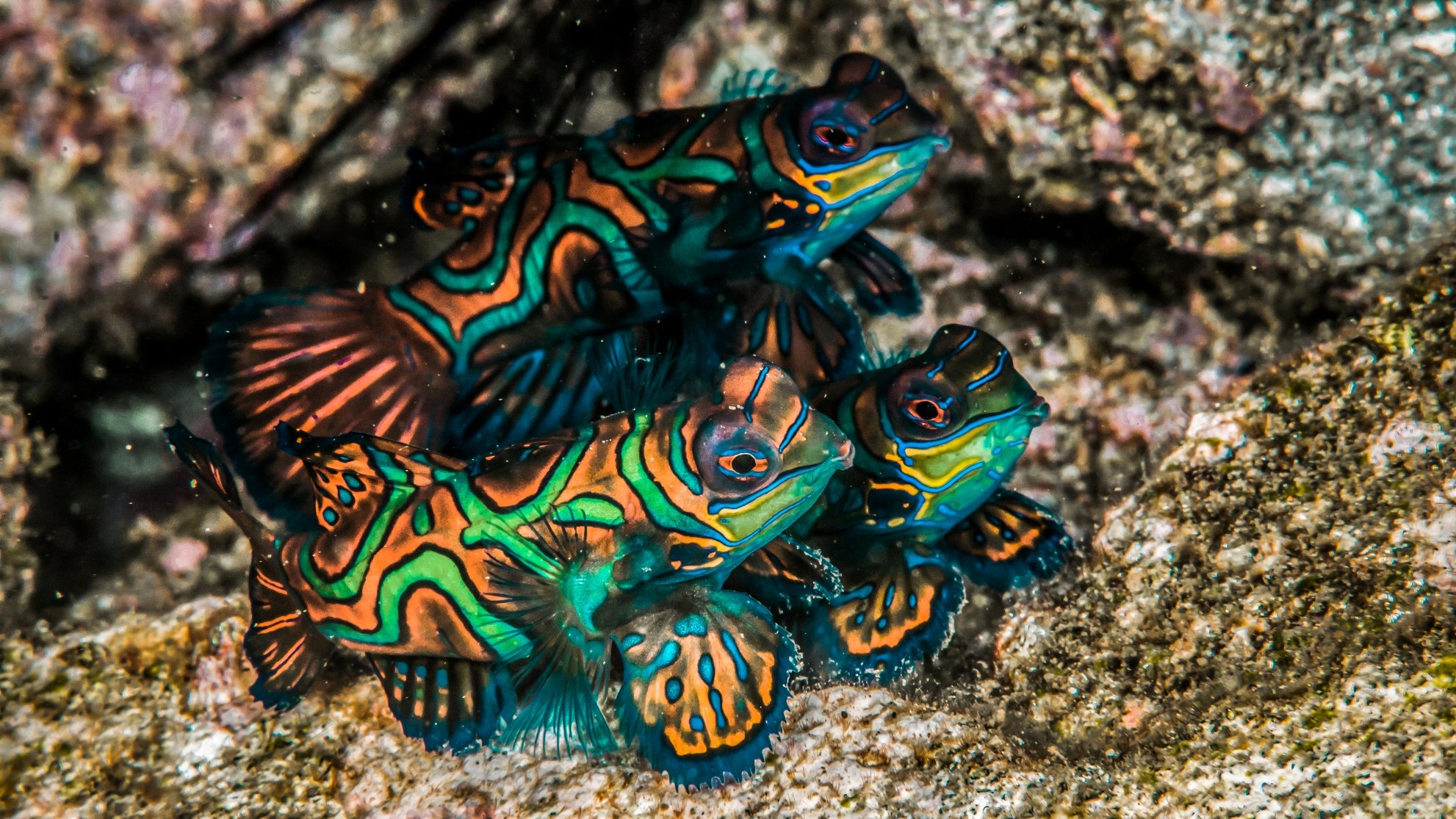 Alle Banda archipel duikstekken info - Individuele Indonesië rondreizen Merapi Tour & Travel